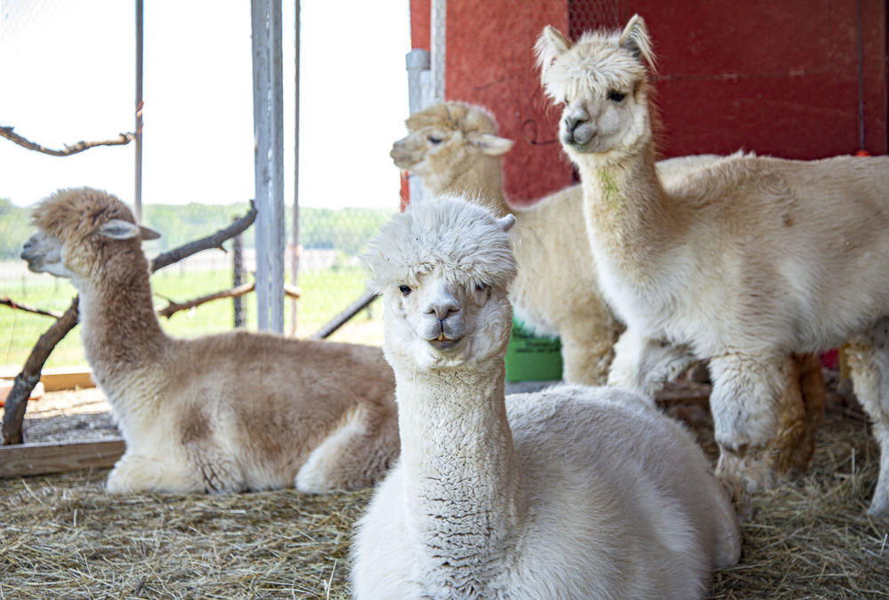 Adult — Alpacas & Friends