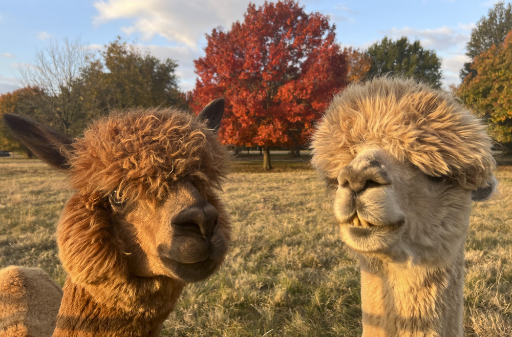 Adult — Alpacas and the Seasons