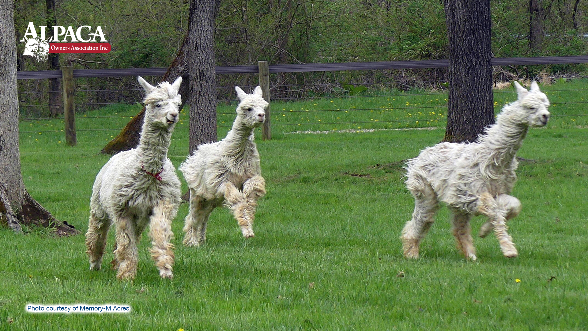 Backdrops & Props Llama/Alpaca Zoom Backgrounds 4 Digital Download Non ...